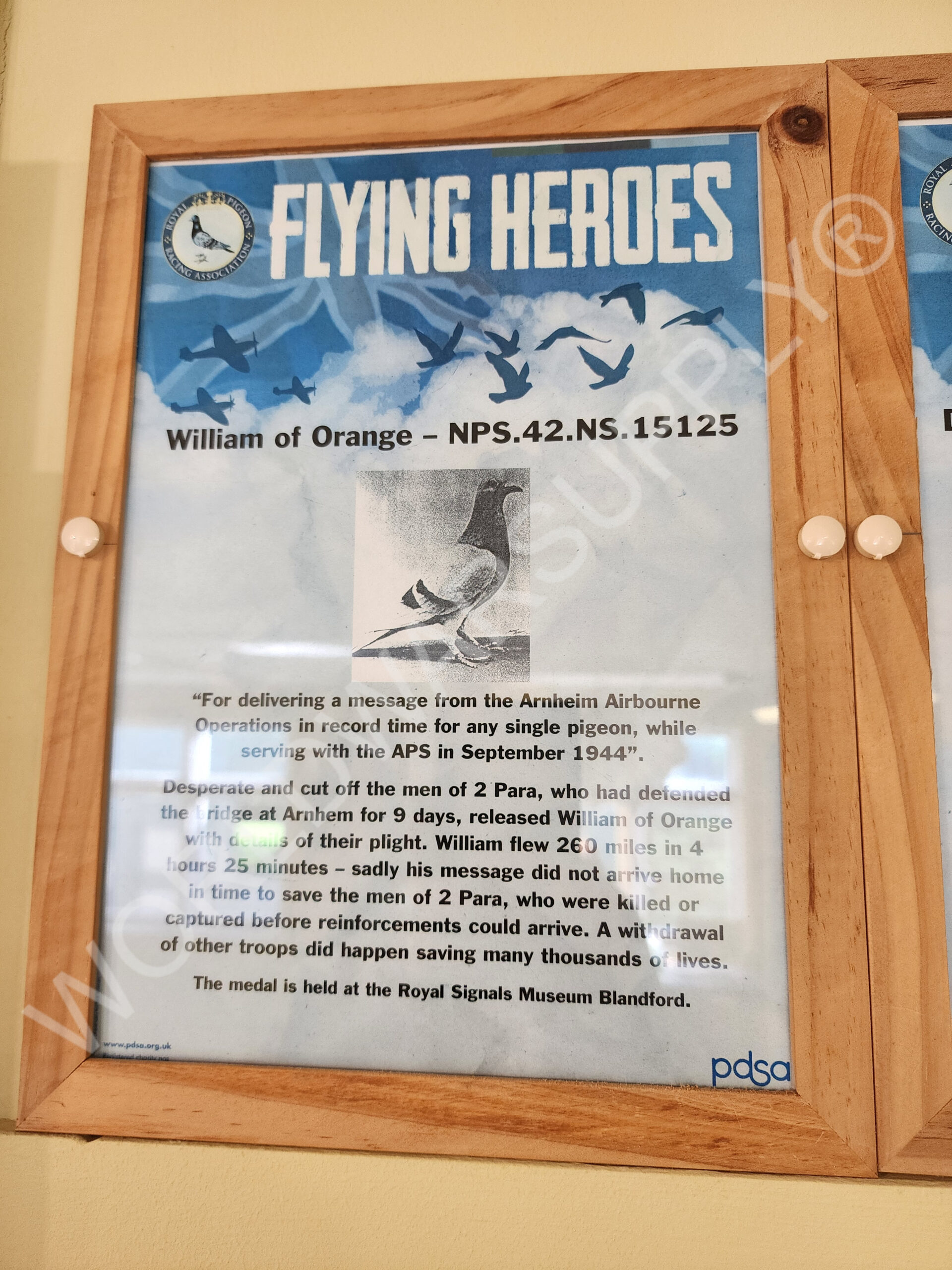 Falcons in the Skies: Training Raptors to Intercept Carrier Pigeons ...
