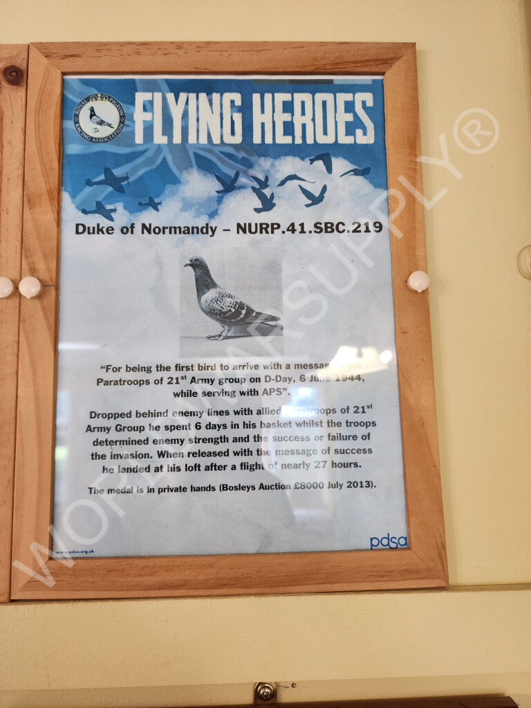 Falcons in the Skies: Training Raptors to Intercept Carrier Pigeons ...
